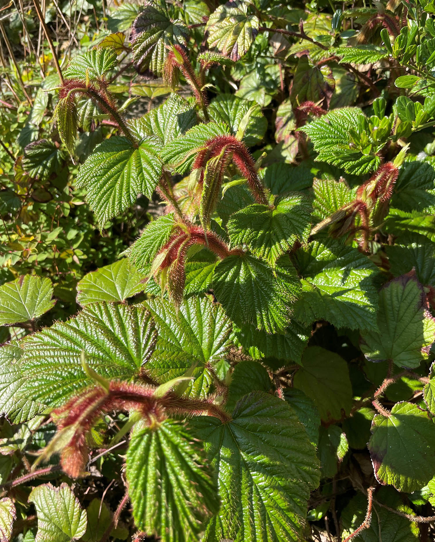 Rubus URBAFLORA® ‘Happy Wanderer’ | Climadapt