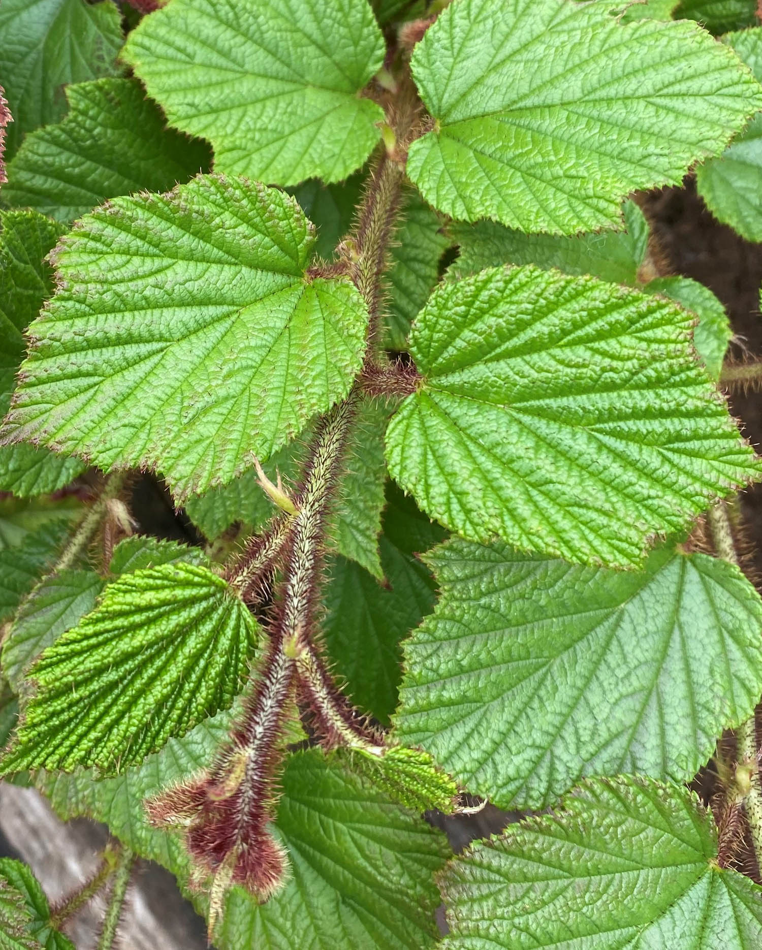 Rubus URBAFLORA® ‘Happy Wanderer’ | Climadapt