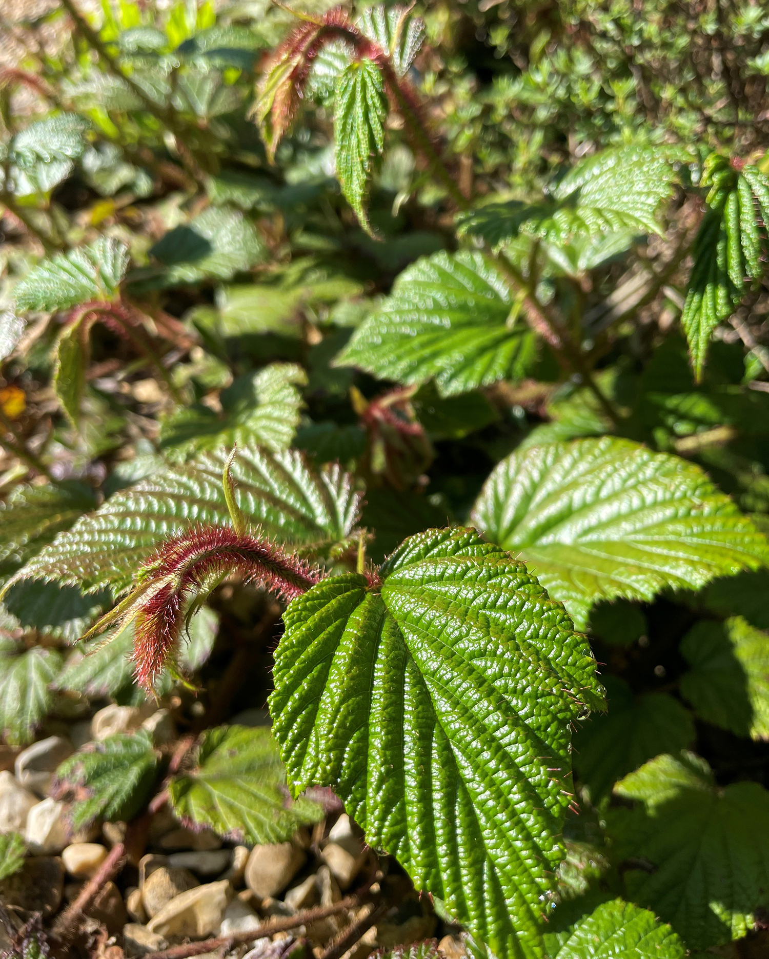 Rubus URBAFLORA® ‘Happy Wanderer’ | Climadapt
